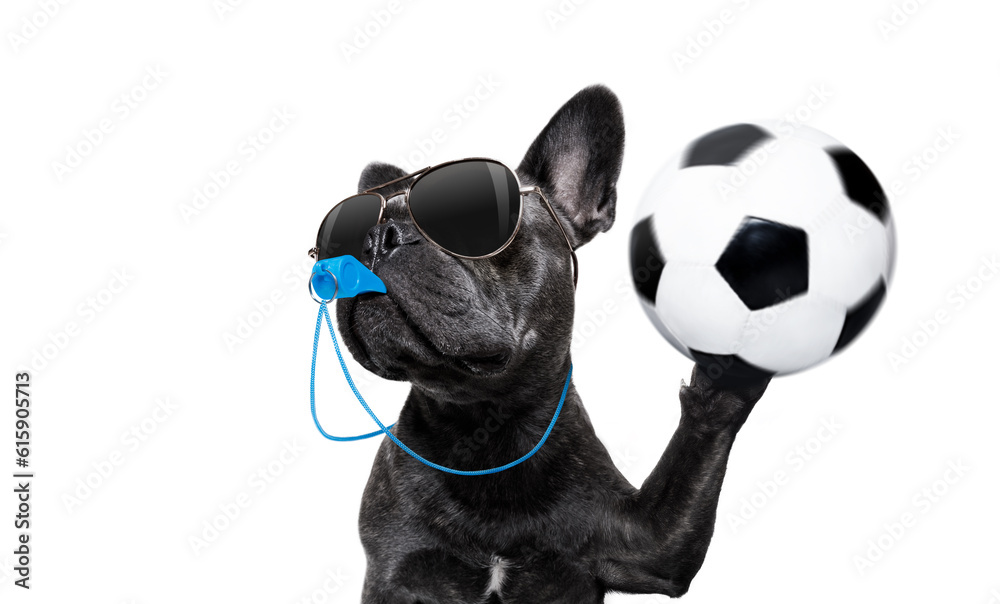 referee arbitrator umpire french bulldog dog blowing blue whistle in ...
