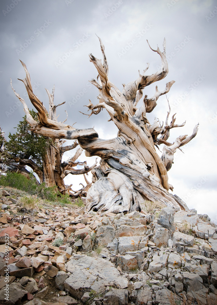 Foto de Stock Great Basin Bristlecone Pine (Pinus longaeva) in Ancient ...