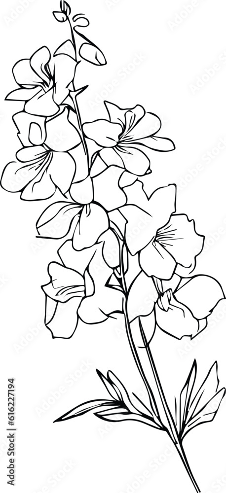 Delphinium flower vector, scientific larkspur botanical illustration ...