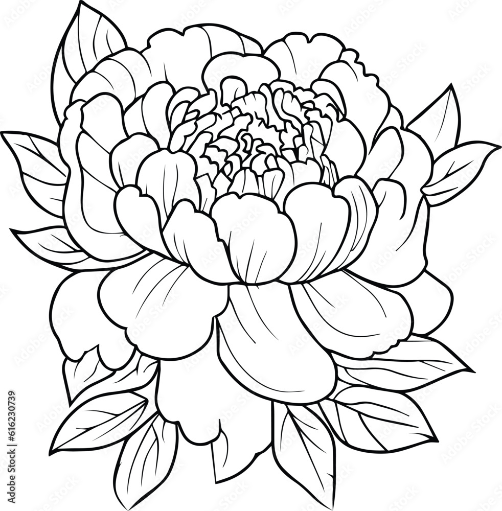 peony flower drawing, vector sketch hand drew illustration artistic ...