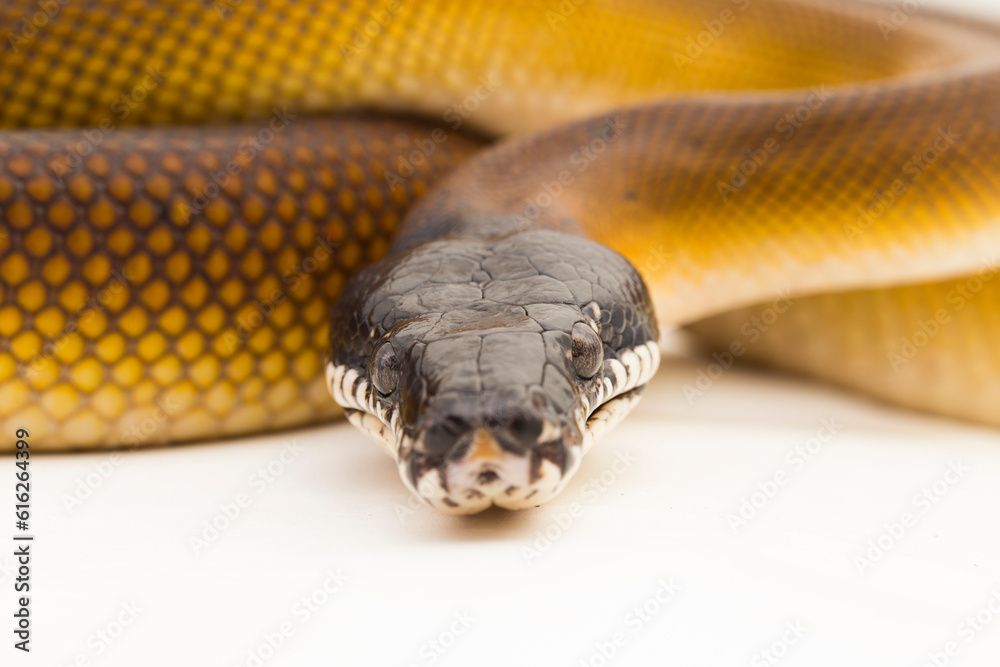 Gold Albertisi, white lipped python snake (Leiopython albertisi ...