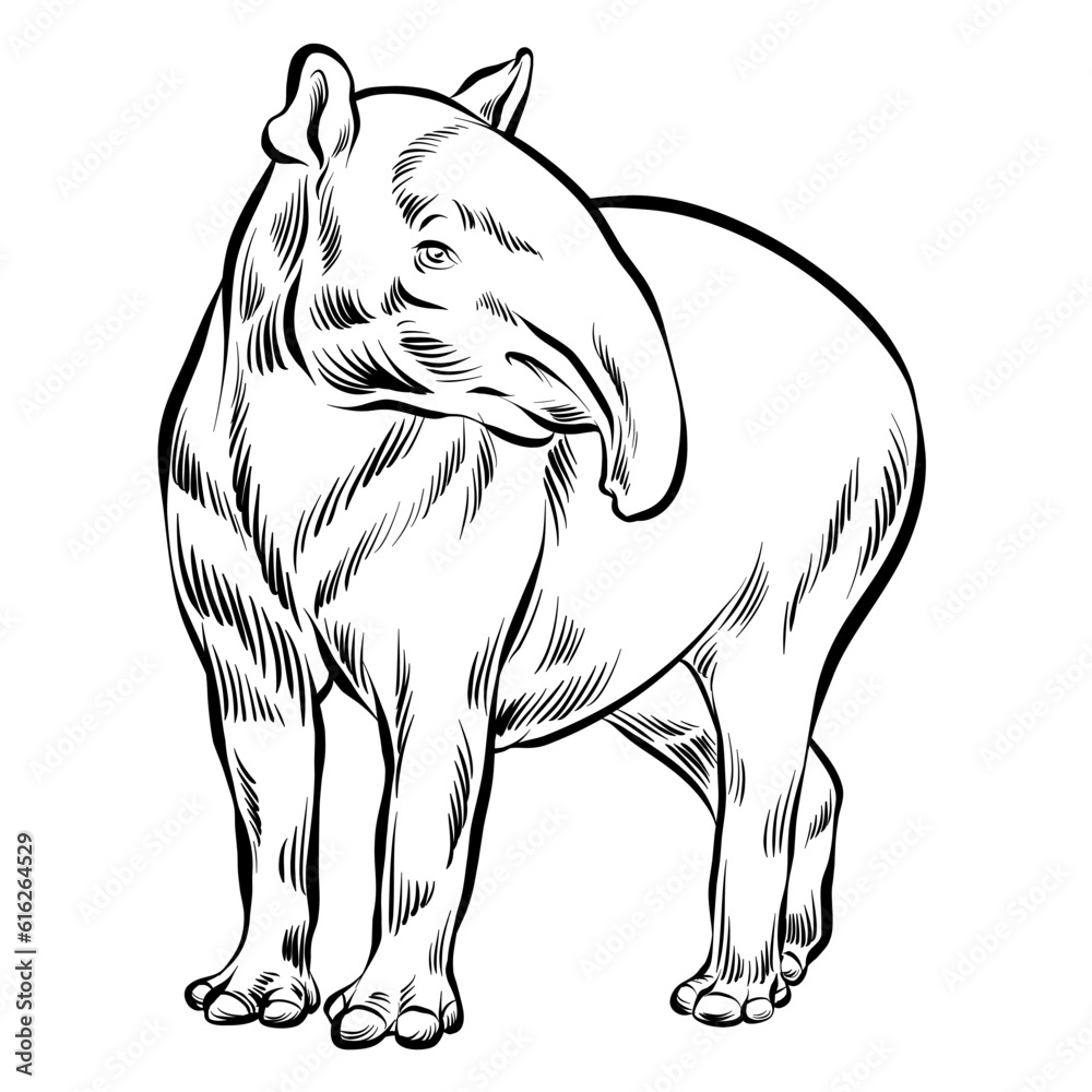 Tapir Realistic Vector Illustration - outline sketch drawing Stock ...