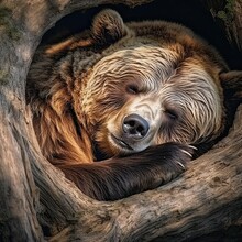 Sleeping Bear Free Stock Photo - Public Domain Pictures
