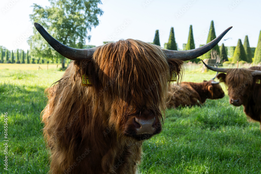 Muzzle of a shaggy bull/cow with large horns. Long-haired bull/cow of ...