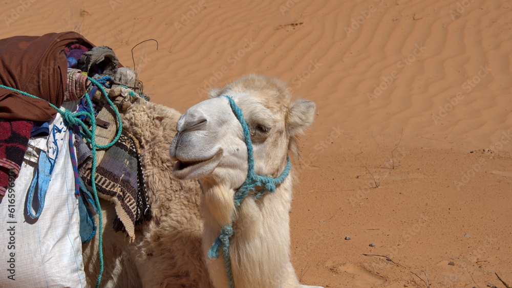 Close up of a white dromedary camel (Camelus dromedarius) in the Sahara ...