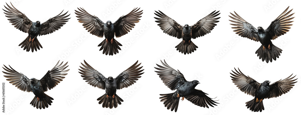 A collection of black birds fluttering in the air on a transparent ...