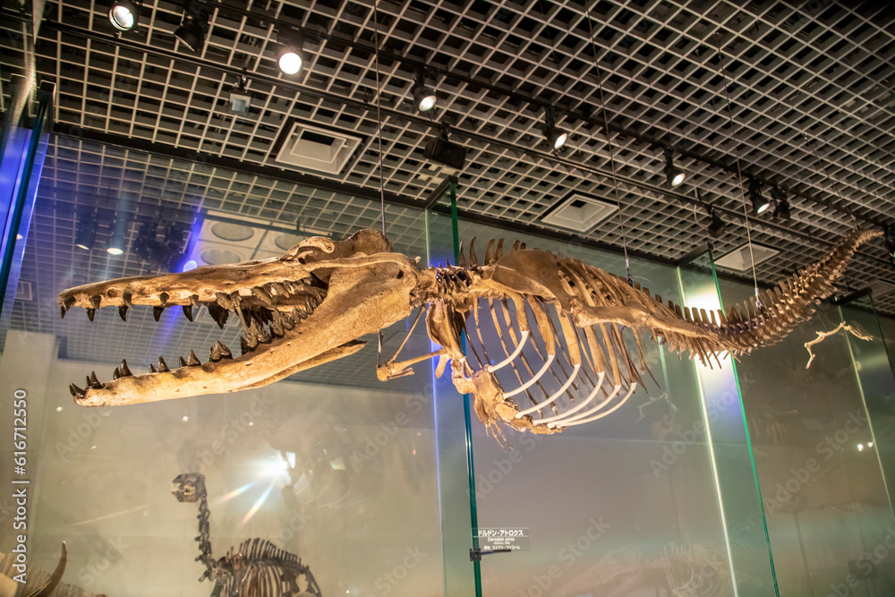 Tokyo Japan Mar 11th 2023: the dorudon atrox in global gallery National ...