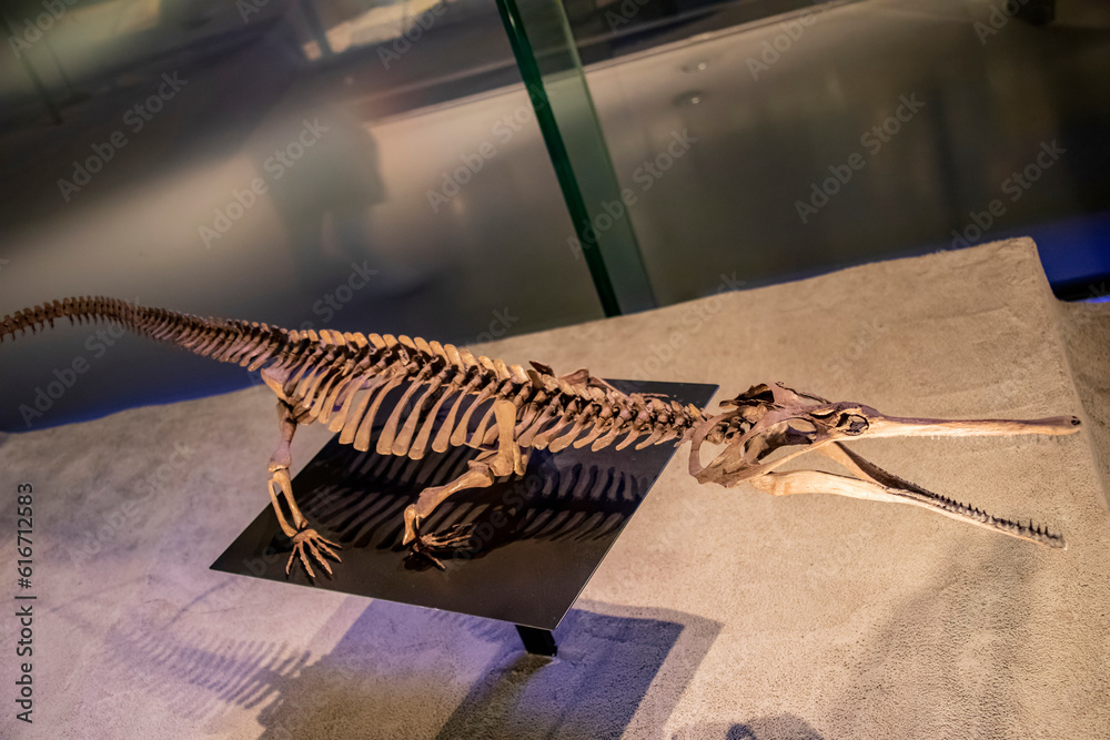 Tokyo Japan Mar 11th 2023: the champsosaurus natator in global gallery ...