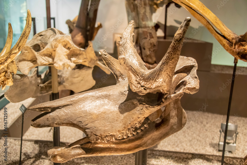 the Samotherium ("beast of Samos"in global gallery National Museum of ...