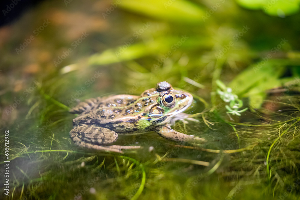 Daruma pond frog (Pelophylax porosus) is a species of frog in the ...