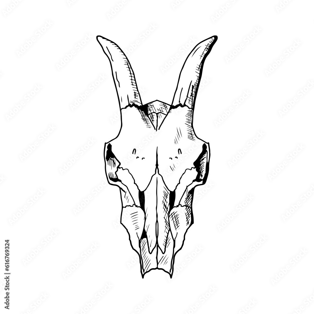 Goat skull isolated on white. Vector sketch. Hand-drawn style. Stock ...