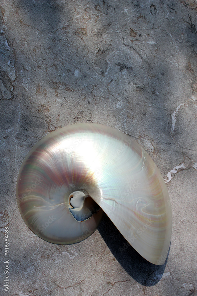 nautilus shell symmetry Fibonacci half cross section spiral golden ...