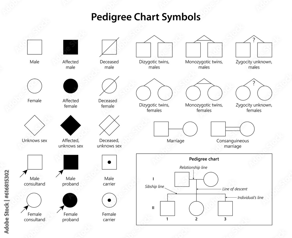 Genetic Genealogy. Pedigree Chart Symbols. Stock Illustration | Adobe Stock