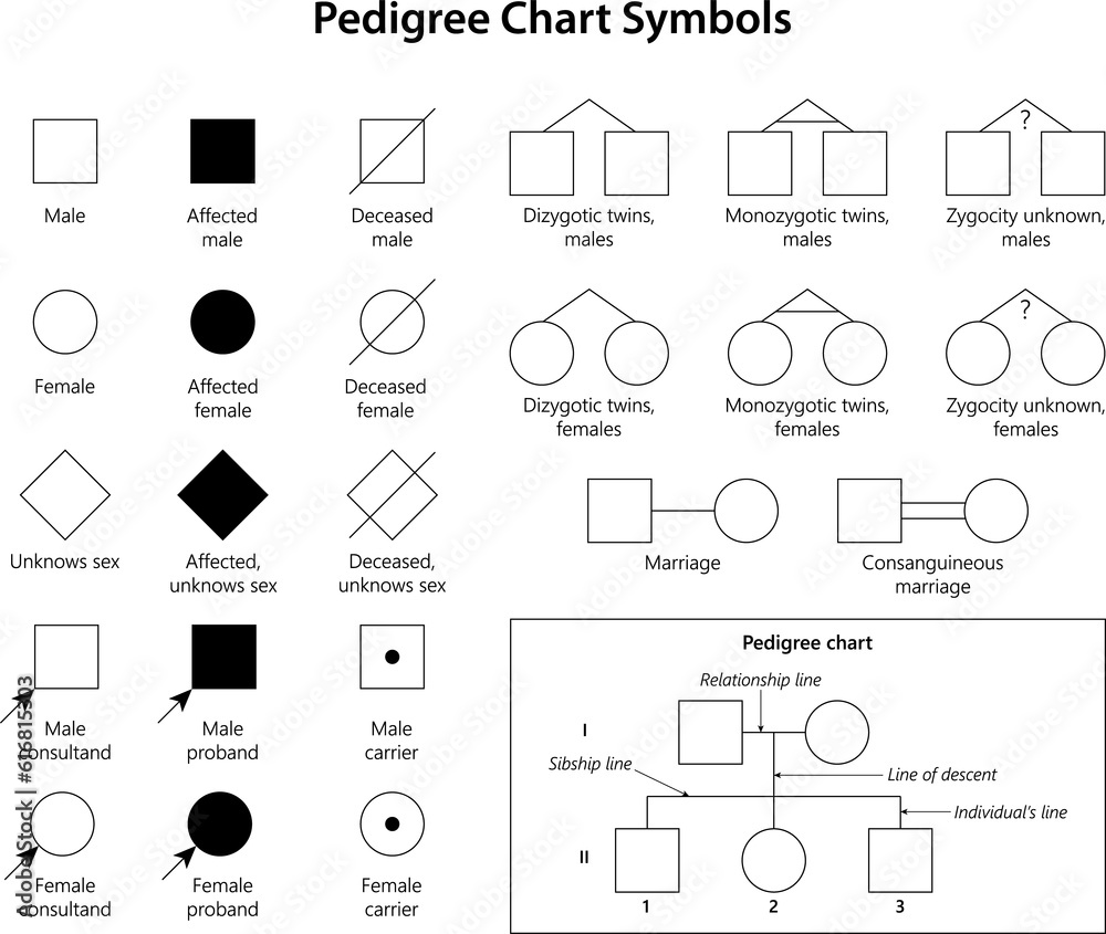 Genetic Genealogy. Pedigree Chart Symbols. Stock Illustration | Adobe Stock