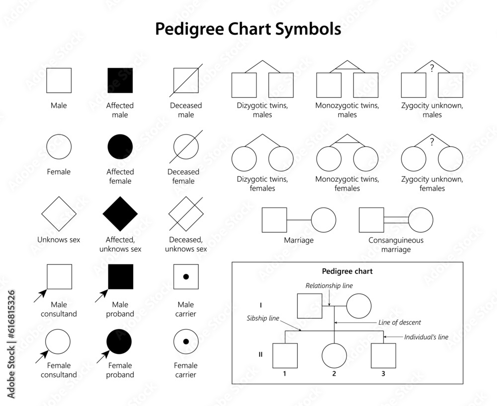 Genetic Genealogy. Pedigree Chart Symbols. Stock Vector | Adobe Stock