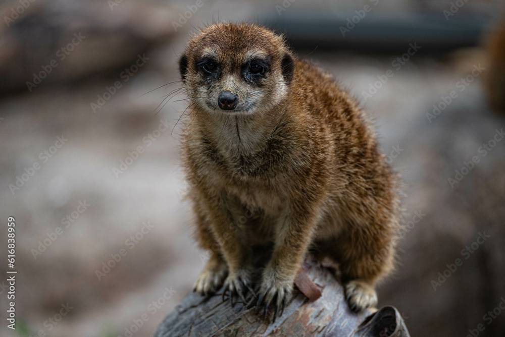 Cute meerkat looks curiously at the camera in its enclosure at ...