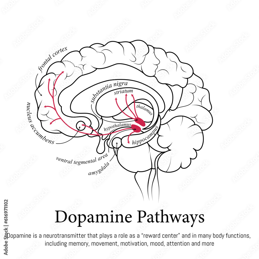 Vector de Stock Dopamine pathways in the brain. Neuroscience medical infographic. Striatum ...