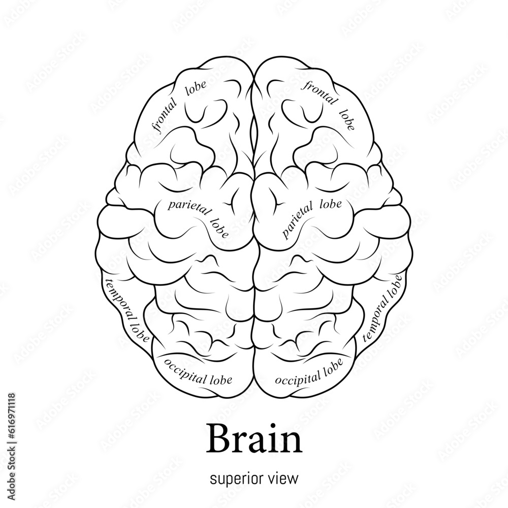 Black and white minimal neuroscience infographic. Human brain lobes and ...