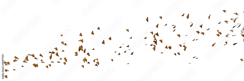 monarch butterflies, Danaus plexippus swarm isolated on transparent ...