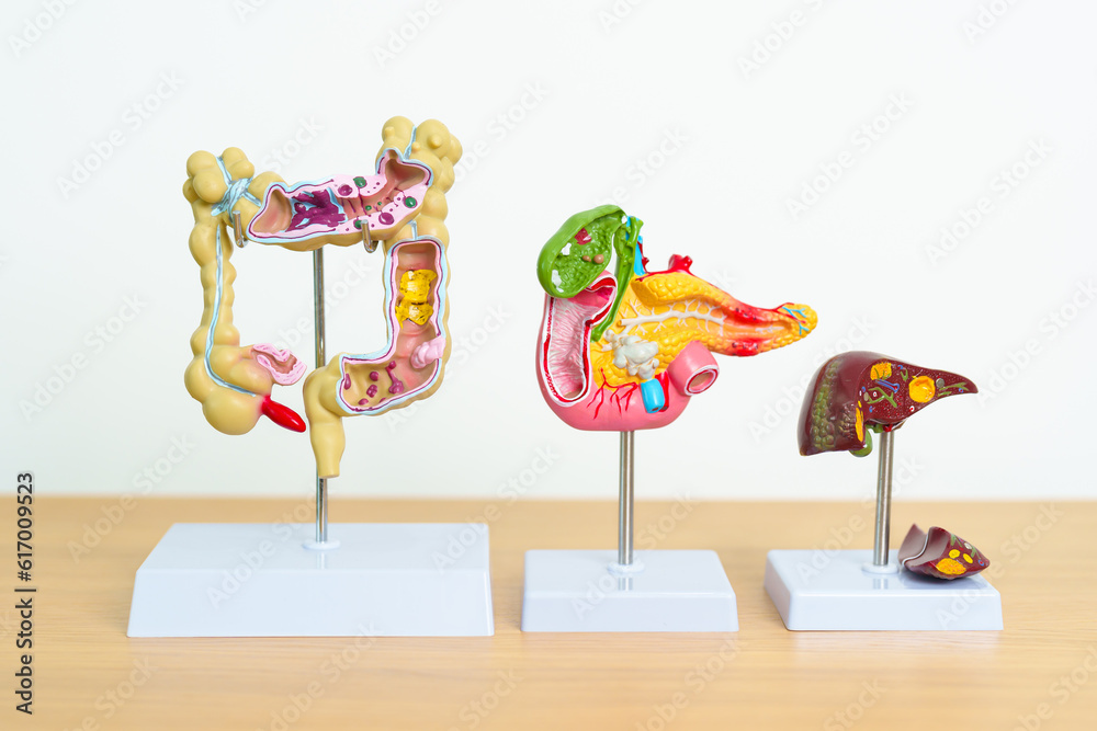 human Digestive system anatomy model, Pancreas, Gallbladder, Bile Duct ...