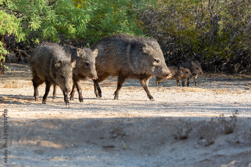 Five members of a family of collared peccary, Dicotyles tajacu, AKA ...