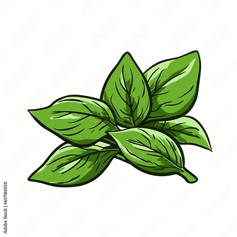 Basil hand-drawn illustration. Basil. Vector doodle style cartoon ...