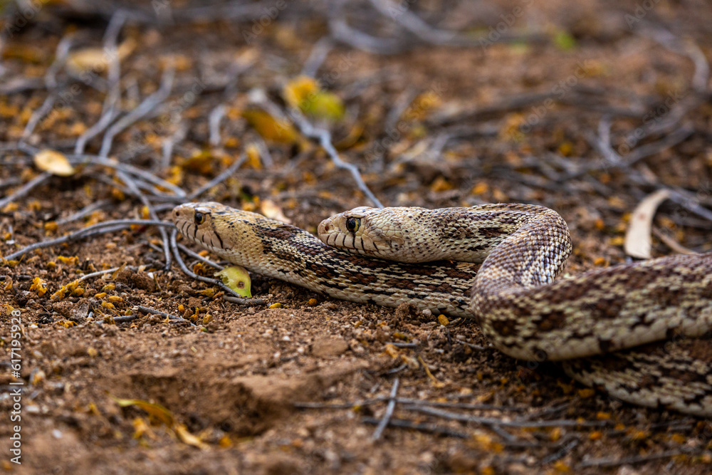 Male and female Sonoran gopher snakes, Pituophis catenifer affinis ...