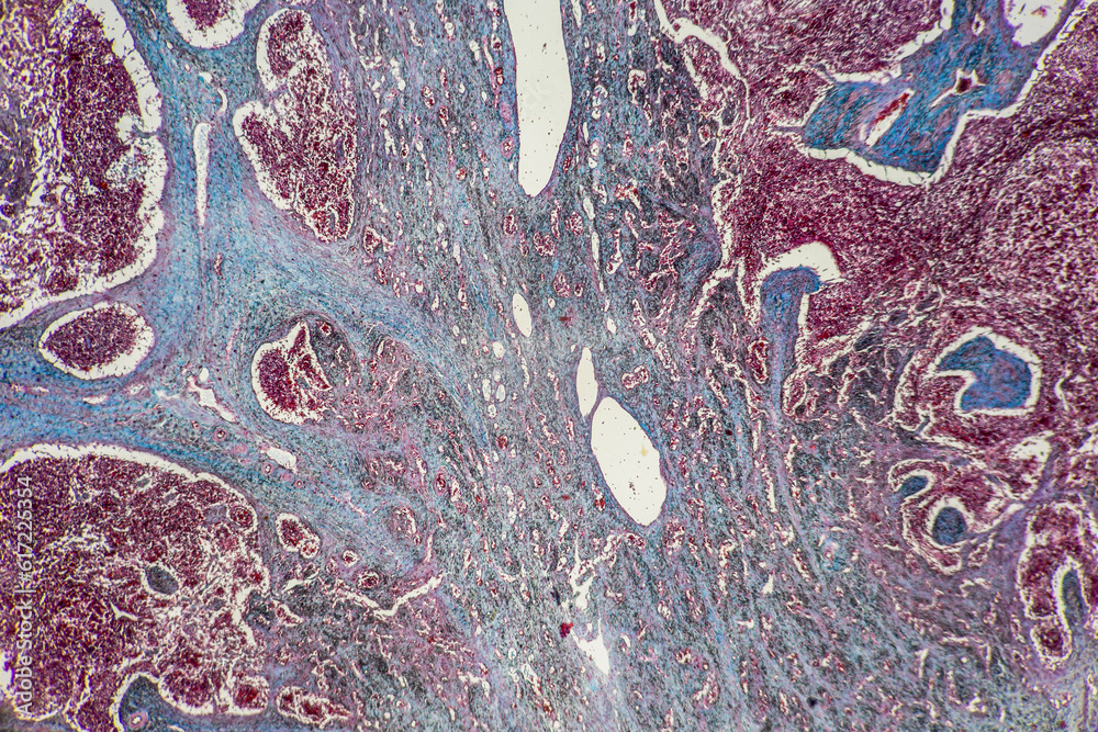 The study of tissue samples of Trachea of Cat, Epididymis, Prostate ...