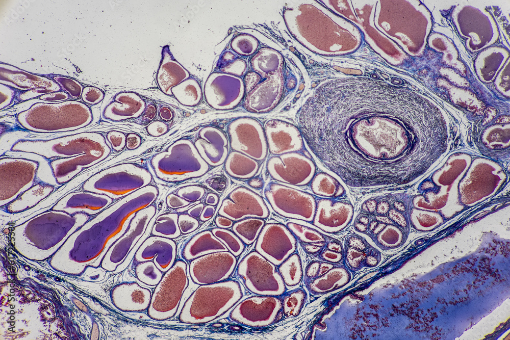 Stock-Illustration „The study of tissue samples of Trachea of Cat ...