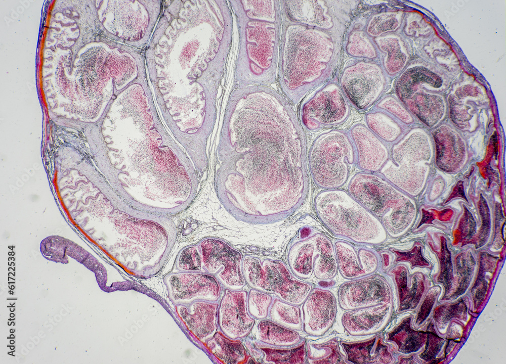 The study of tissue samples of Trachea of Cat, Epididymis, Prostate ...