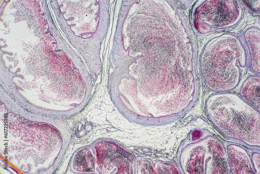 The study of tissue samples of Trachea of Cat, Epididymis, Prostate ...