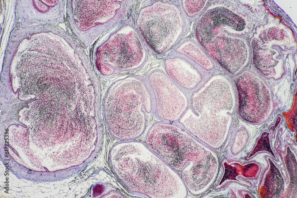 Stock-Illustration „The study of tissue samples of Trachea of Cat ...