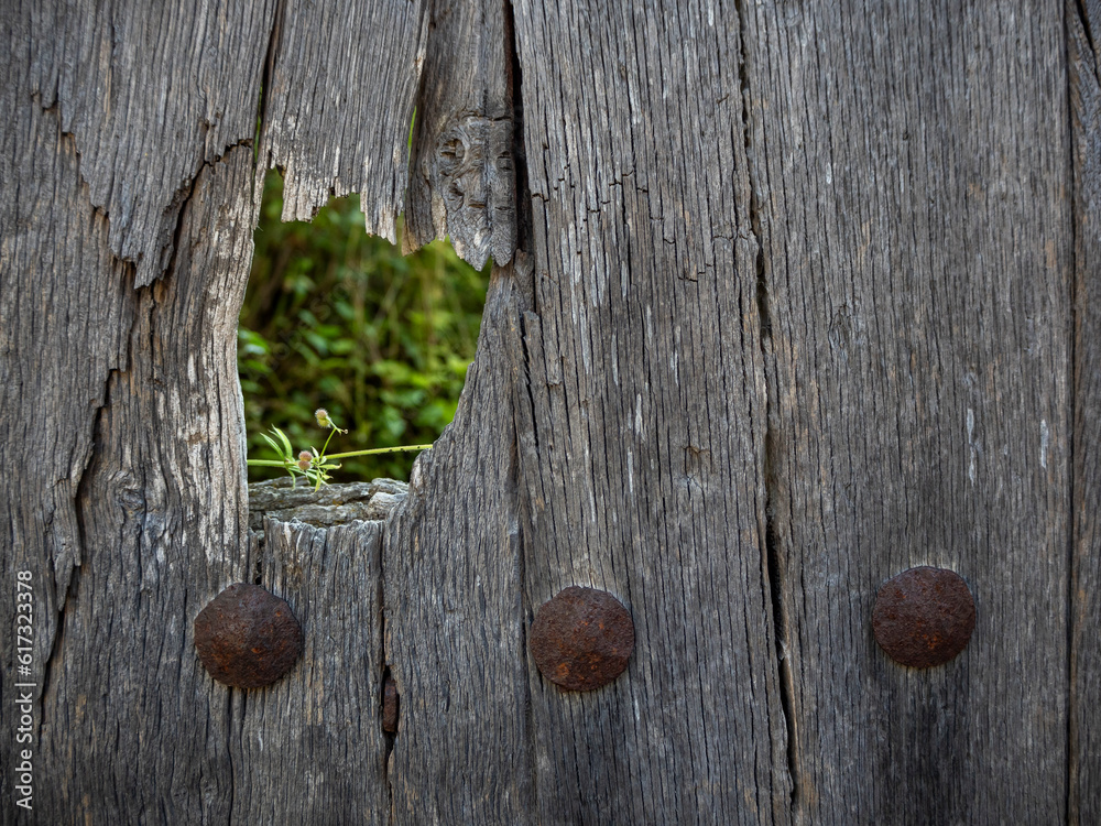 imagen detalle puerta de madera vieja, con remaches de hierro oxidado ...