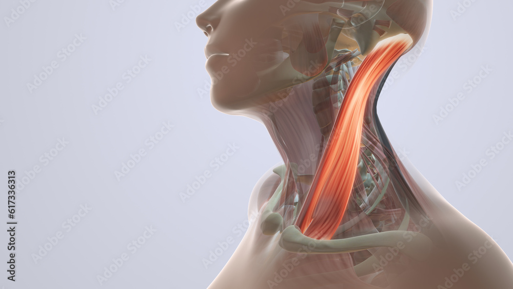 Anatomy of Neck Muscle Pain Stock Illustration | Adobe Stock