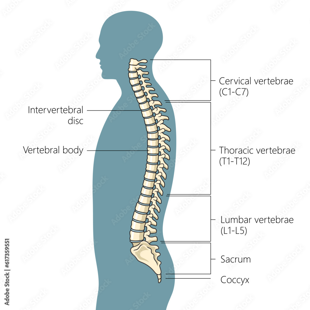 Human spine structure vertebral column diagram schematic vector ...