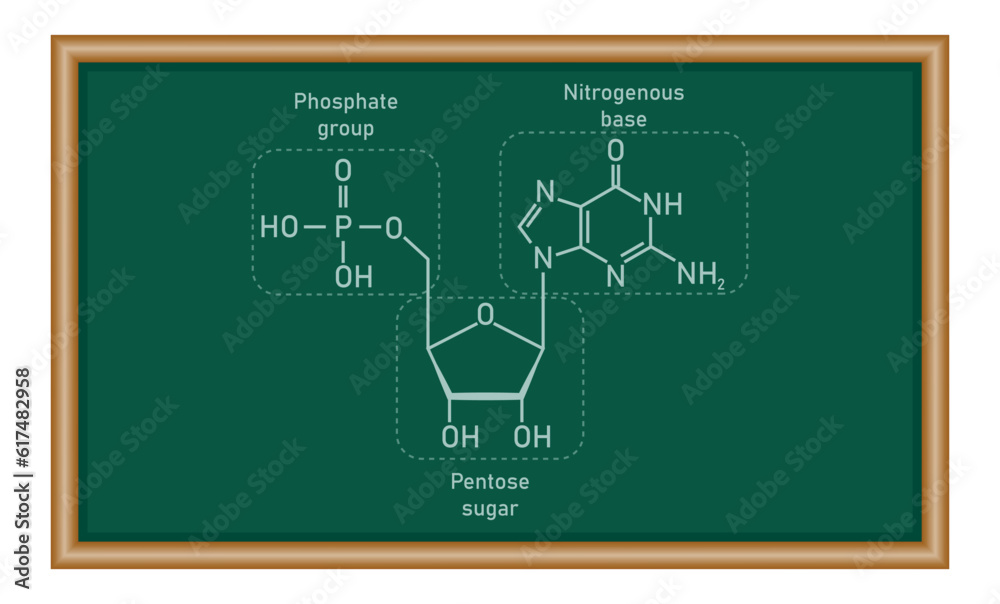 Chemical structure of DNA nucleotide. Three parts of a nucleotide. Phosphate group, pentose ...