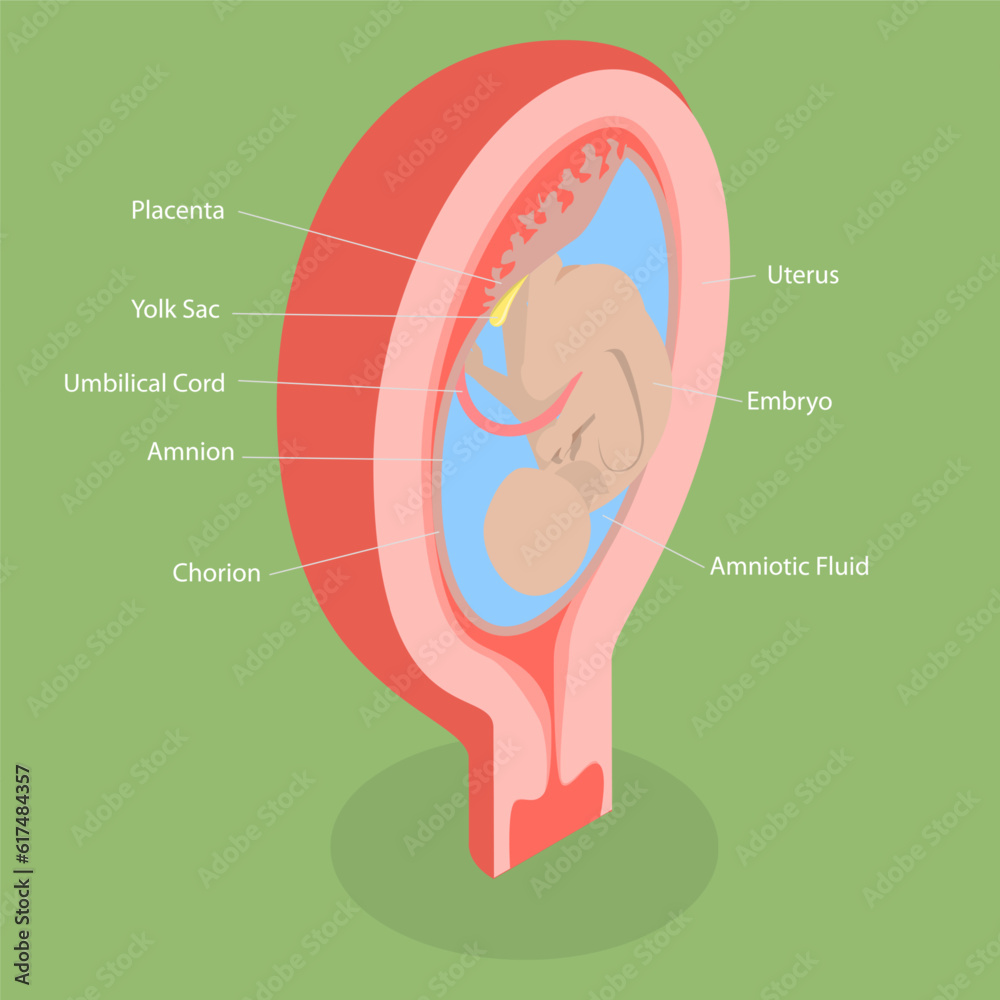 3D Isometric Flat Vector Conceptual Illustration of Placenta Anatomical ...