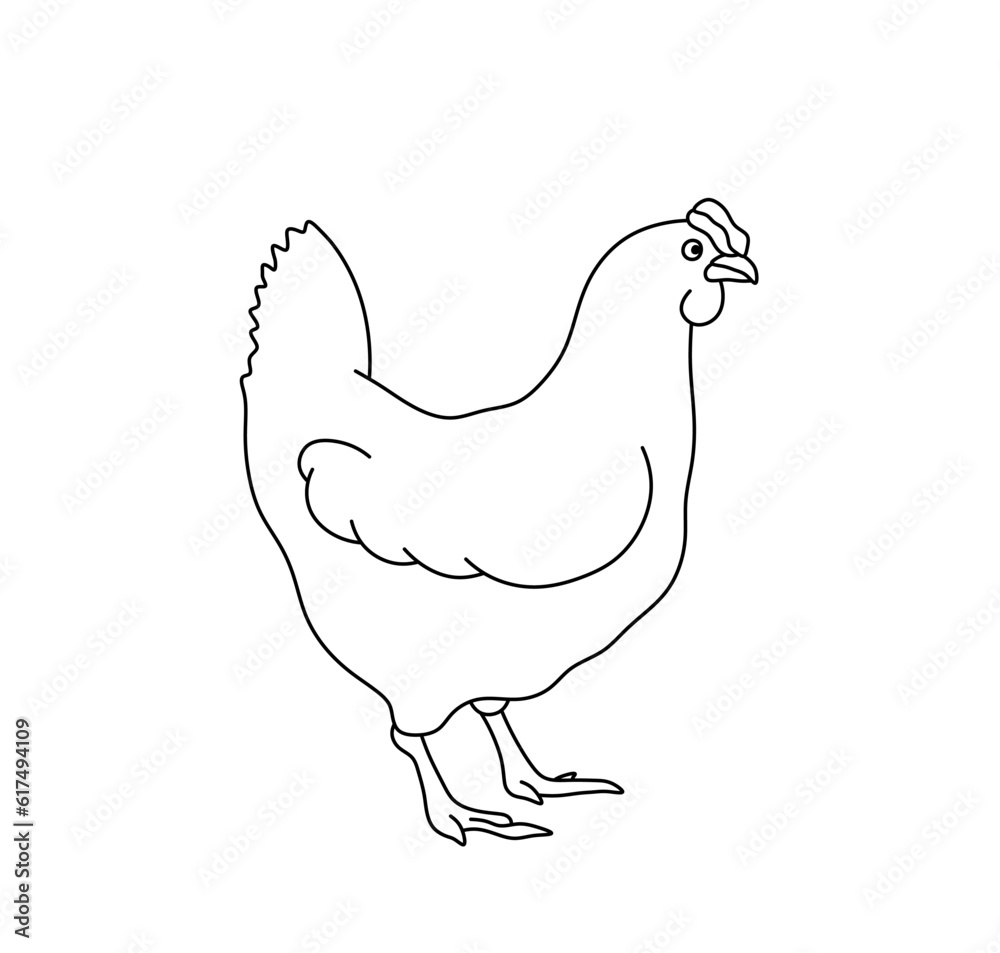 Vector isolated one single chicken hen fowl bird standing side view ...