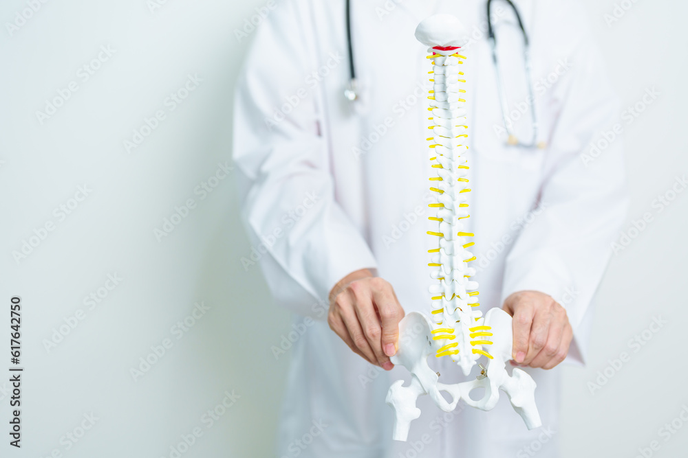 Doctor with human Spine anatomy model. Spinal Cord Disorder and disease ...