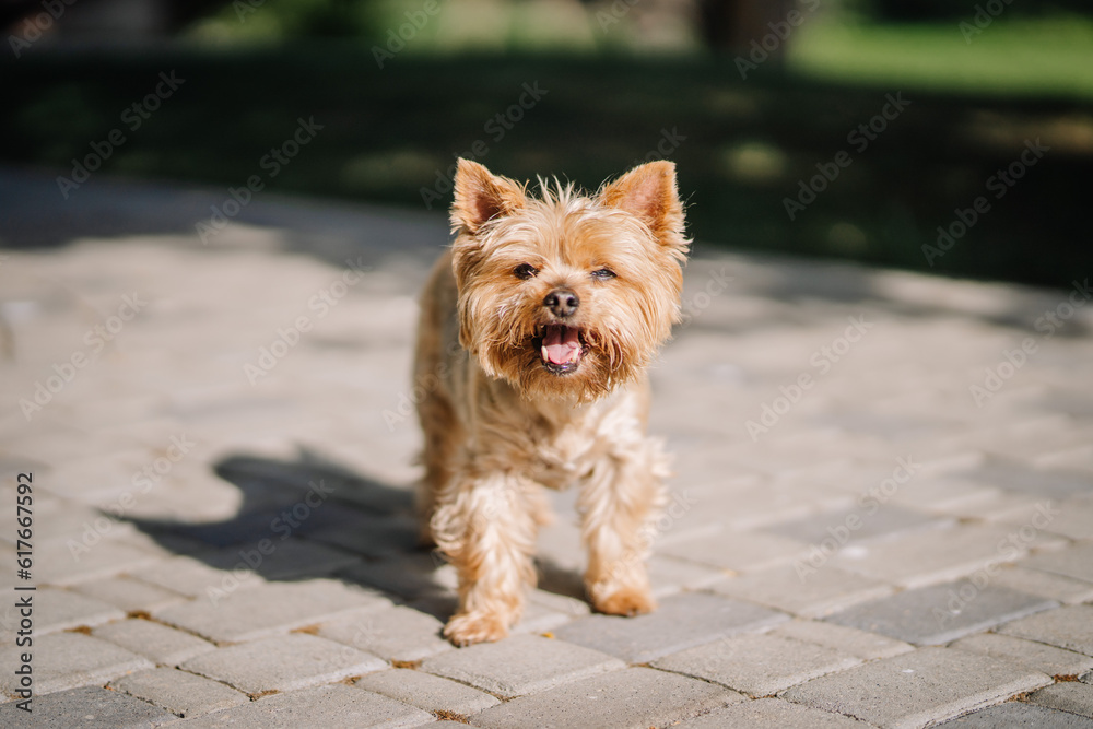 yorkshire terier, yorkie, purebred dog, beautiful little, long haired ...