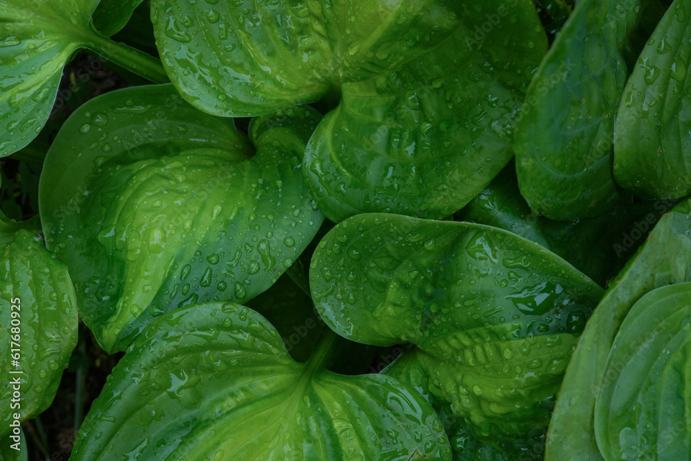 Hosta leaves pattern background. Lush green. Hosta plant with many ...