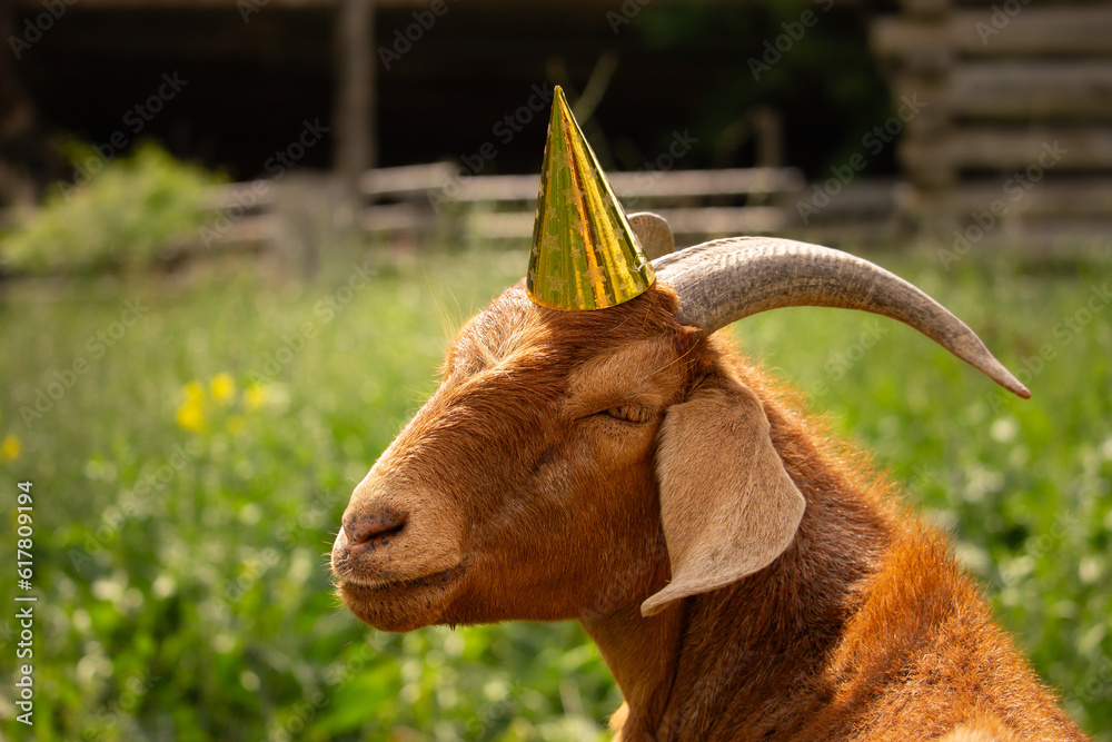 Red Brown Nubian Goat Wearing a Gold Birthday Party Hat on a Farm with ...