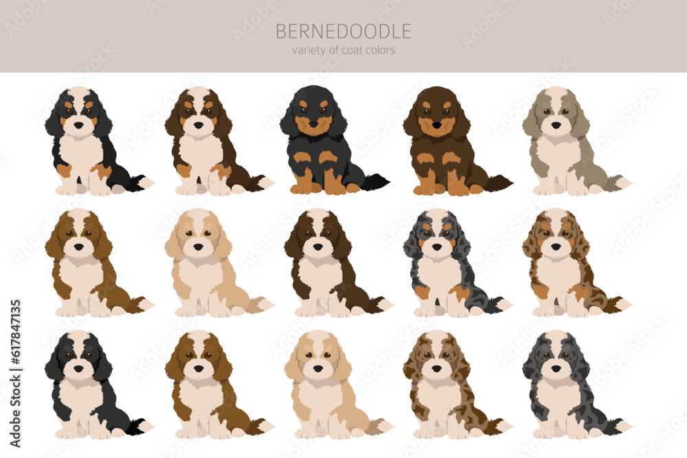 Bernedoodle puppies clipart. All coat colors set. Different position ...
