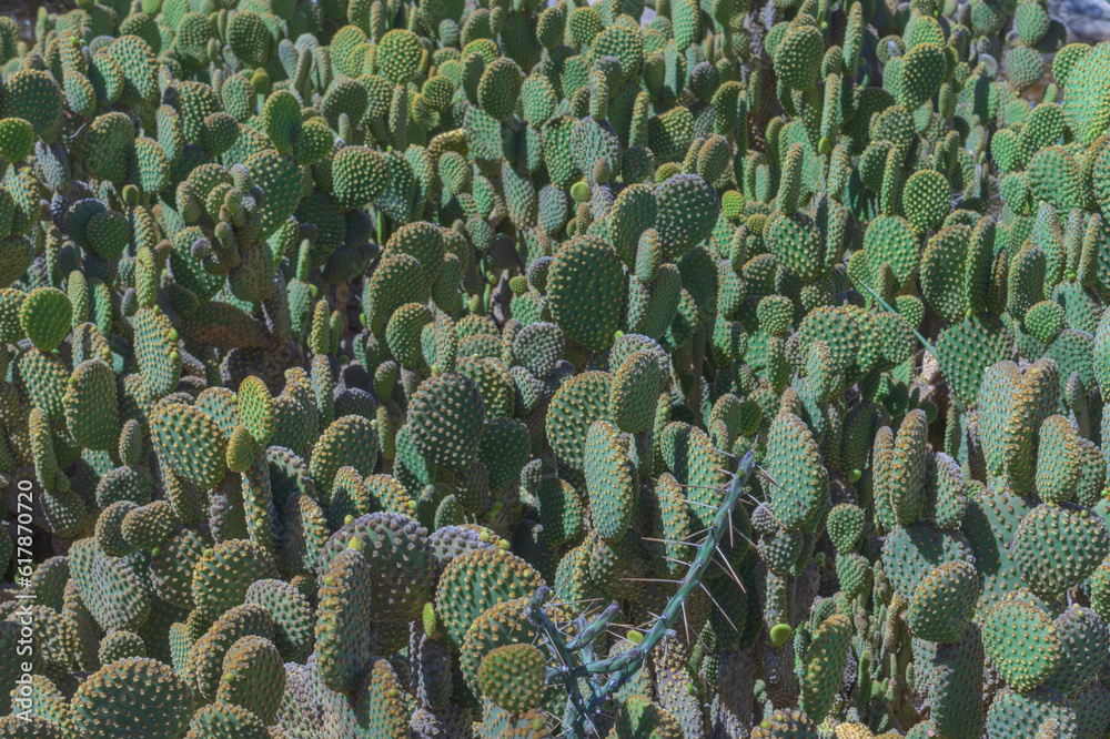 grupo de nopales de diferentes colores, tamaños, naturales, se tomo con ...
