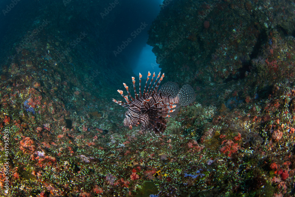 Red lionfish during dive in Raja Ampat. Longspine lionfish is hunting ...