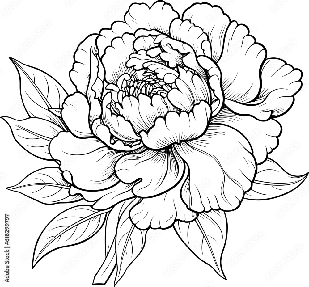 Peonies line art vector illustration set isolated on white. Flower ...