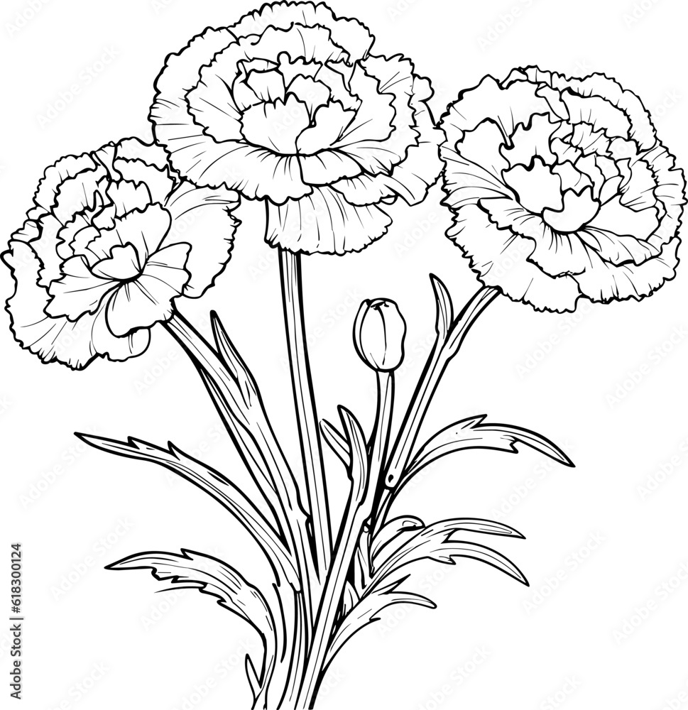 Carnations line art vector illustration set isolated on white. Flower ...
