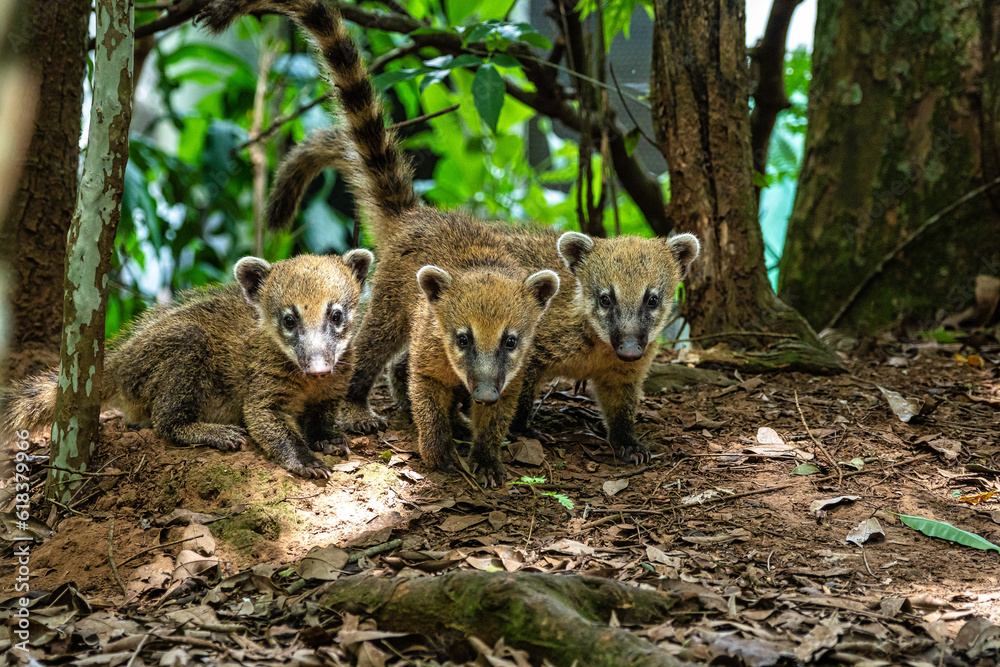 South American Coati, Ring-tailed Coati, Nasua nasua at Iguazu Falls ...