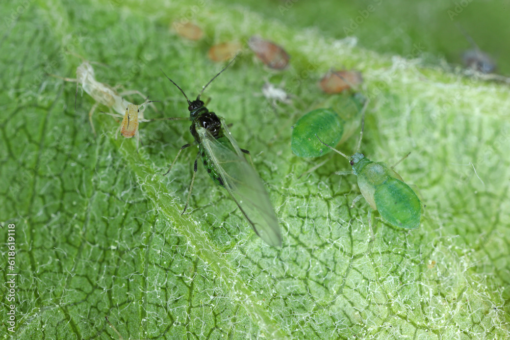 Rosy apple aphid (Dysaphis plantaginea) on the underside of a curled ...