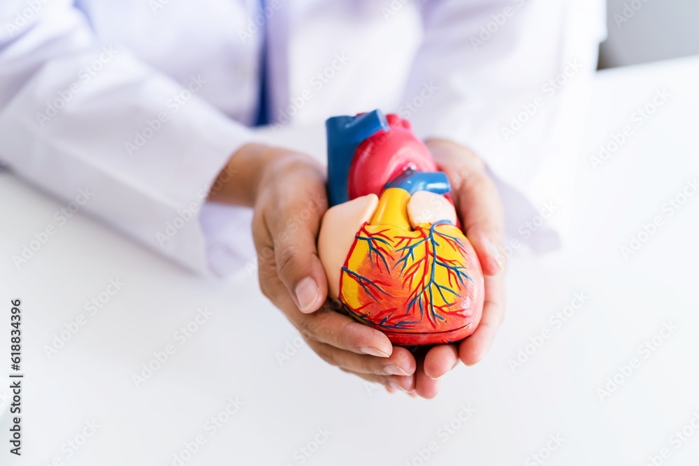 Doctor with anatomical model of human heart Cardiologist supports the ...